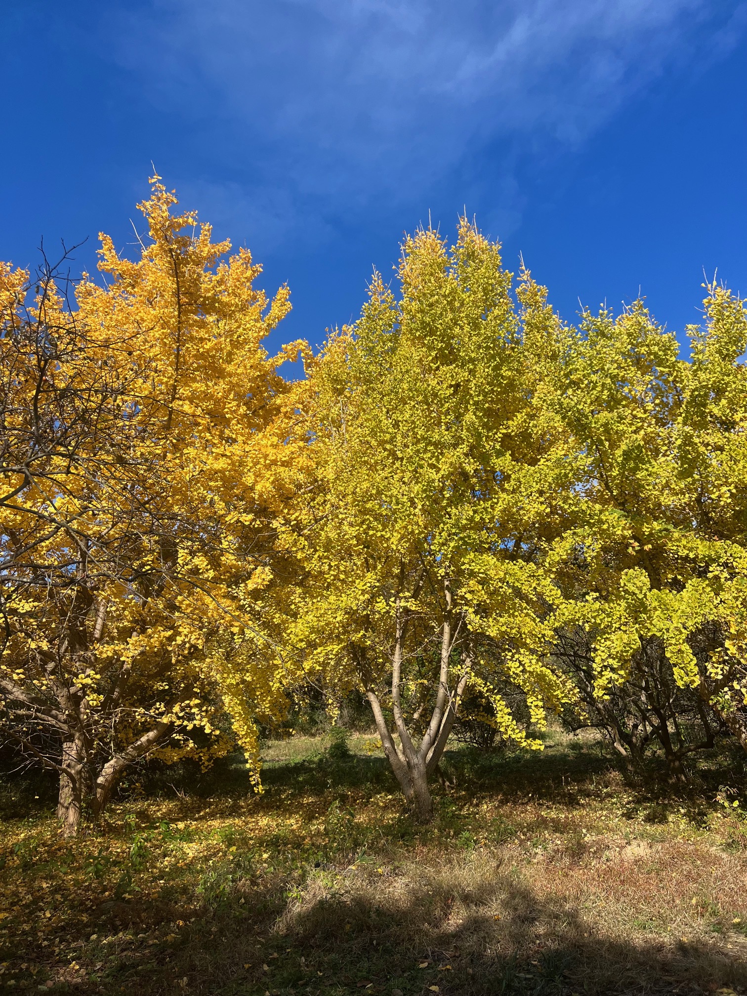 季節外れの紅葉 | 瀬戸内で宿泊・グランピング｜瀬戸内 貸切 無人島 KUJIRA-JIMA